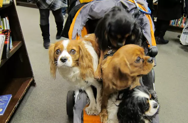 три кучиња во количка во штали и благороднички