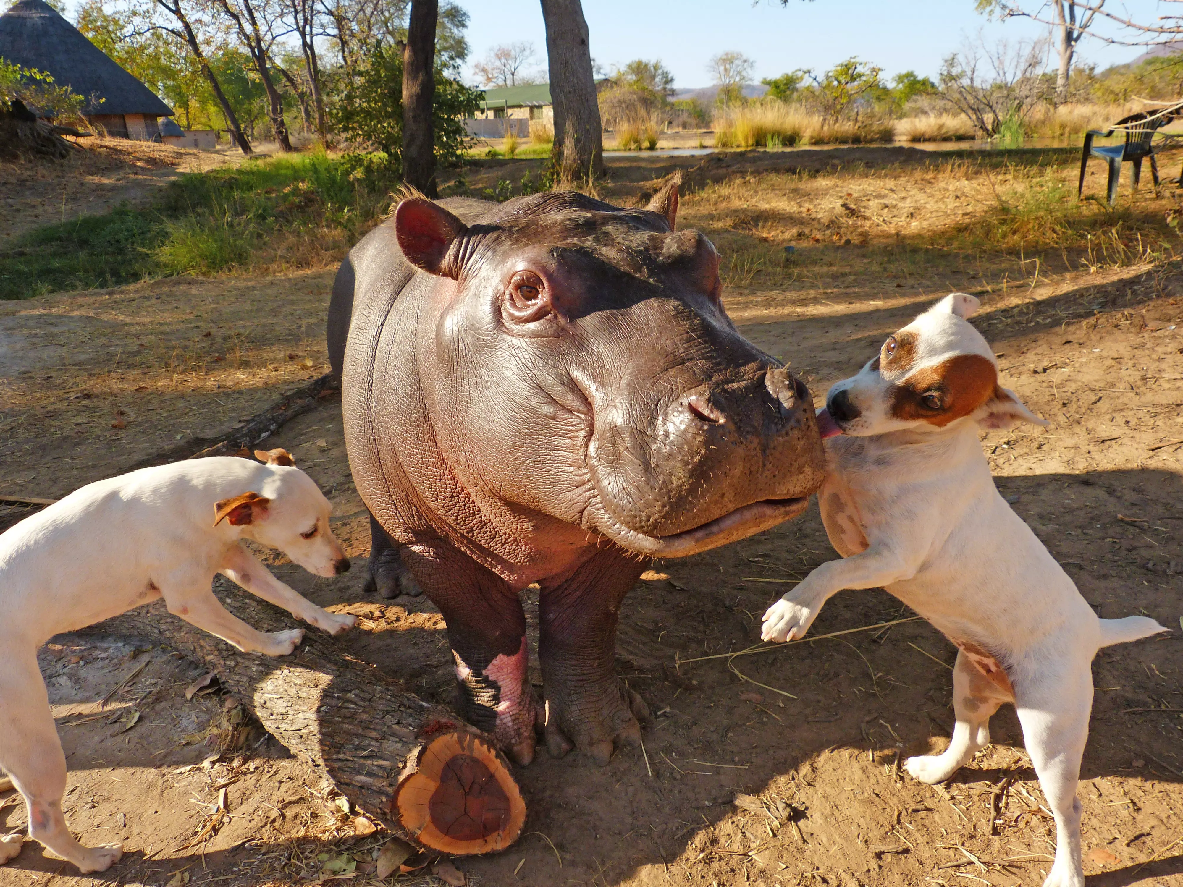 hippo nga mga iro