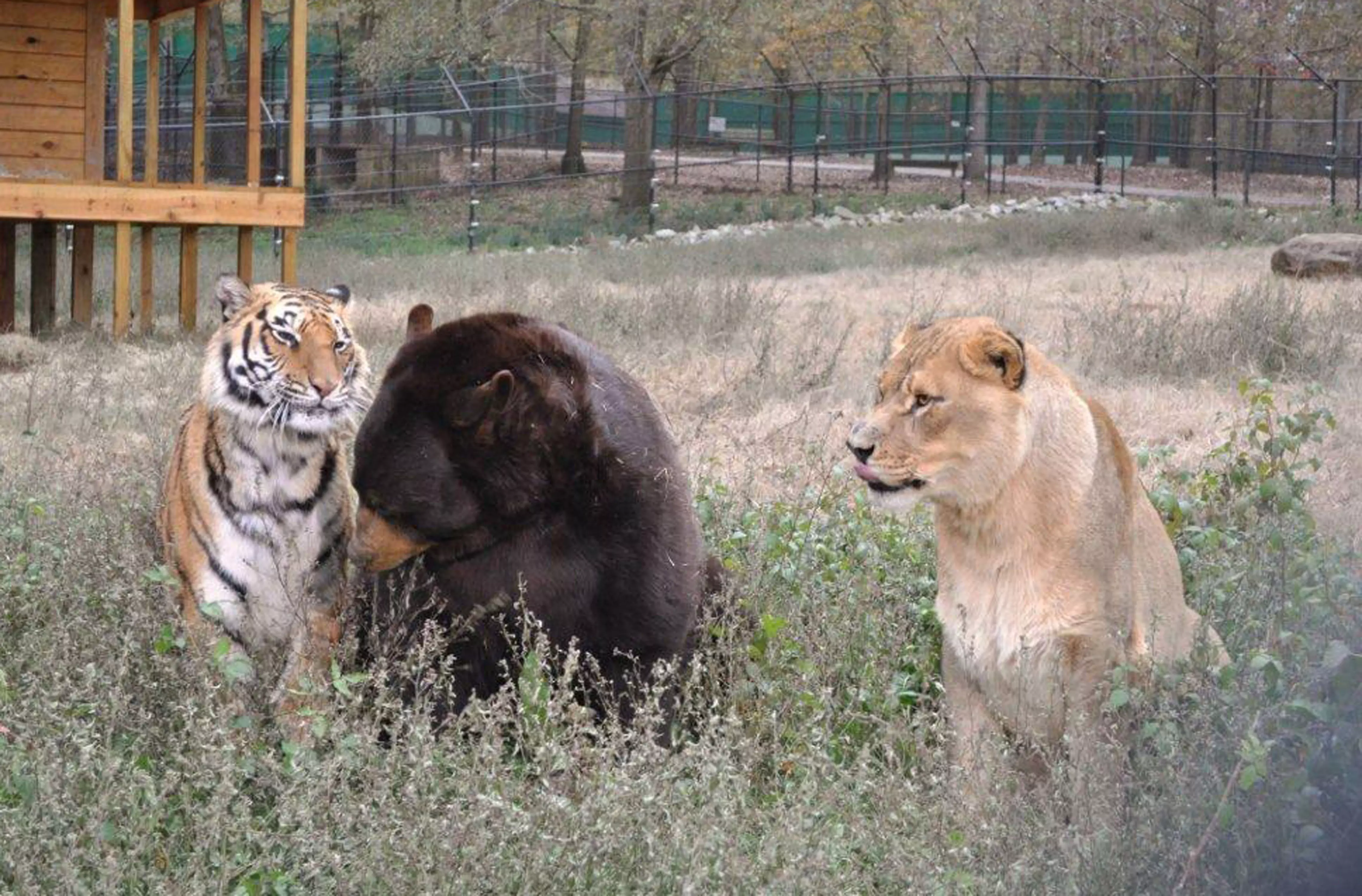 Арстандар жолборс жана аюу