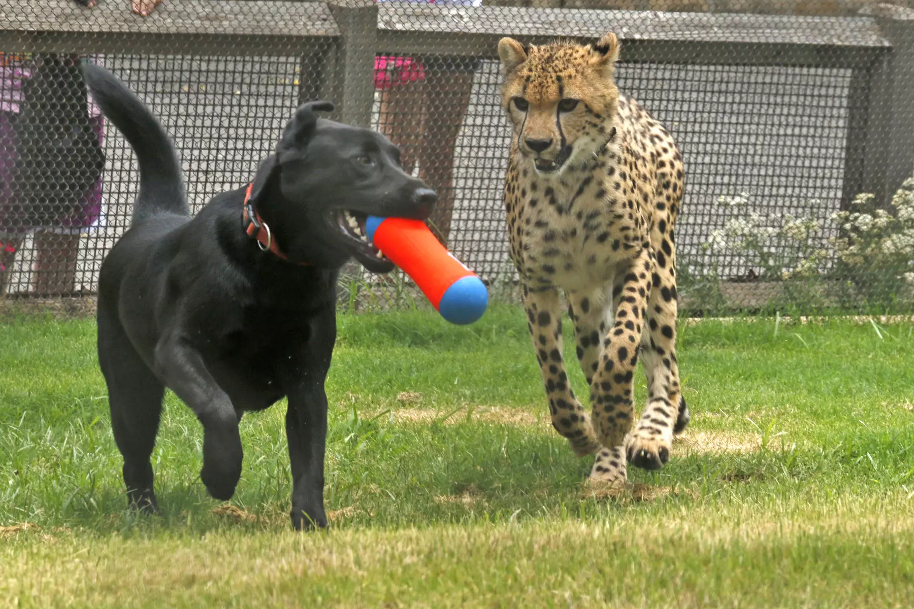 cheetah cheetah