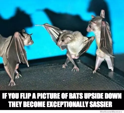 Fejjel lefelé Sassy Bats