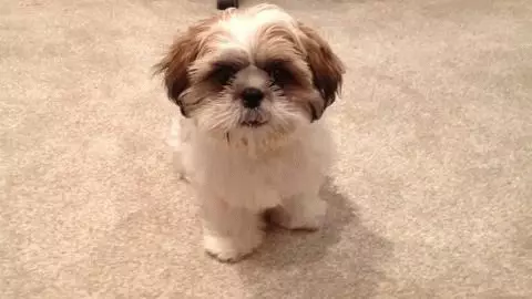 perro con la lengua afuera