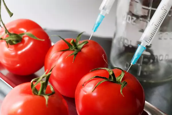 GMO Tomato