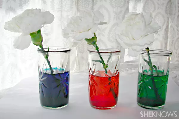 Renkli su ve çiçekler bilimi deneyi