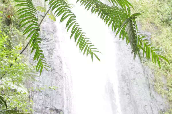 Trail ng Manoa Falls