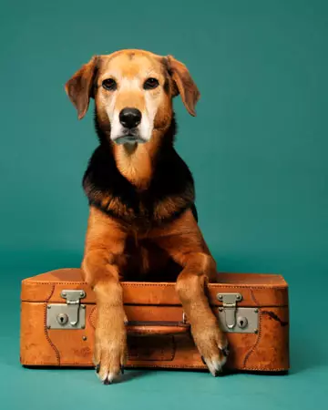 Hund mit einer Suite, die auf Urlaub wartet