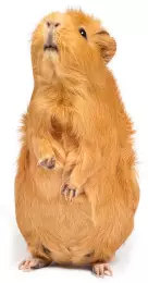 Doofaar guinea go'doonsan