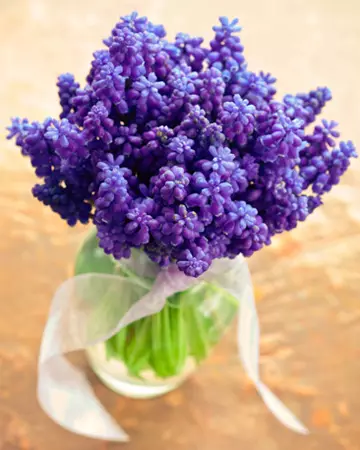 Hyacinth