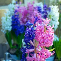 Hyacinth