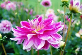 Dahlias