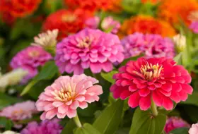 Zinnias