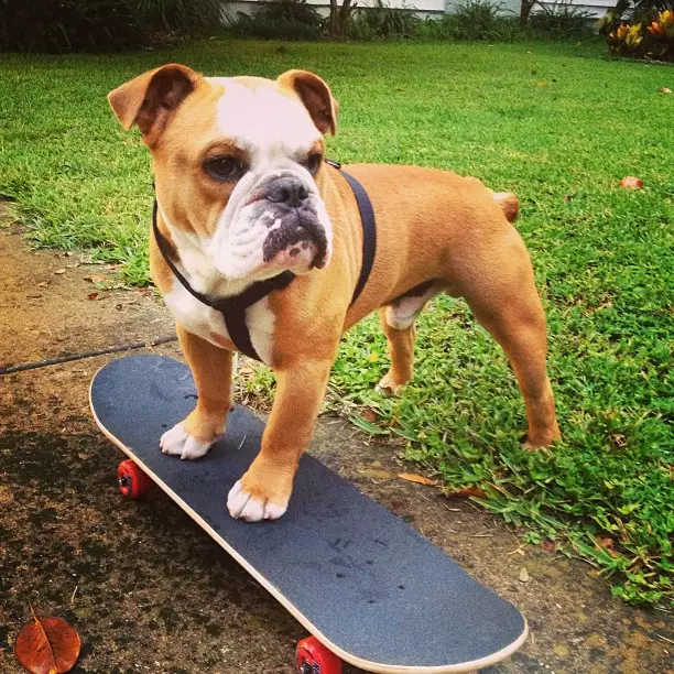 anjing on skateboard