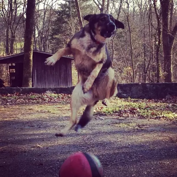 anjing bermain basket