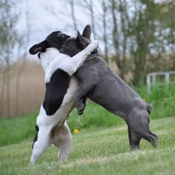 cans bailando