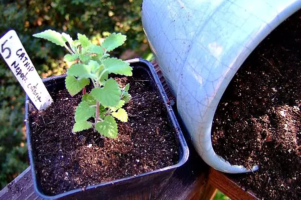 catnip homegrown