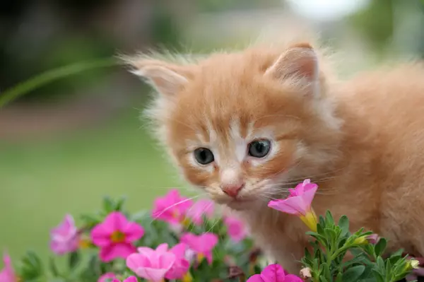 Gattino nel giardino fiorito