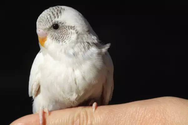 Parakeet sit op finger