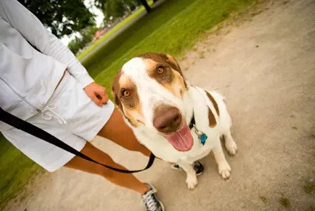 犬の散歩の女性