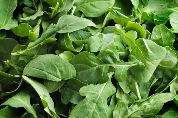 Arugula