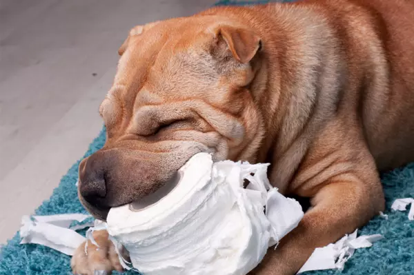 Cucciolo che mangia carta igienica