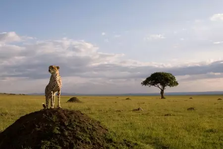 Cheeta ayaa waardiye ka ah Bisadaha Afrikaanka ah