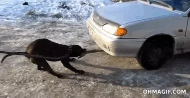 nieuwe-auto-hond-kracht