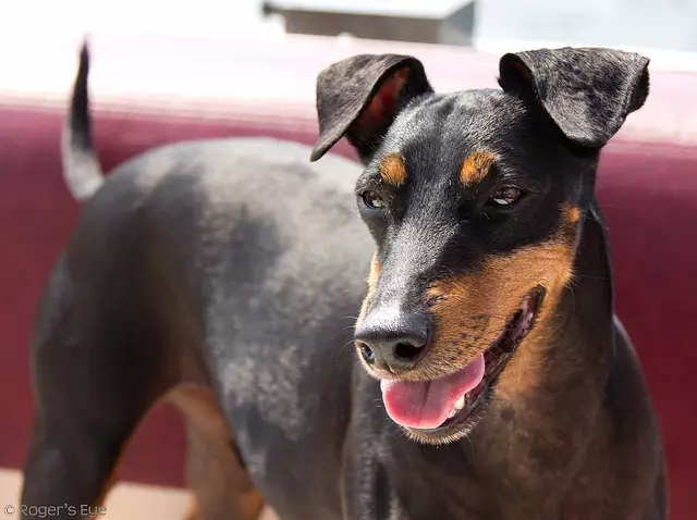 Manchester terrier