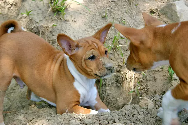 Basenji