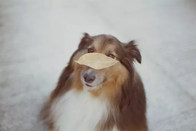 Shetland sheepdog