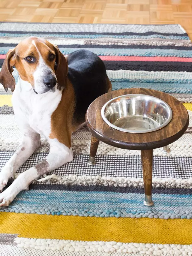 Midcentury dog bowl