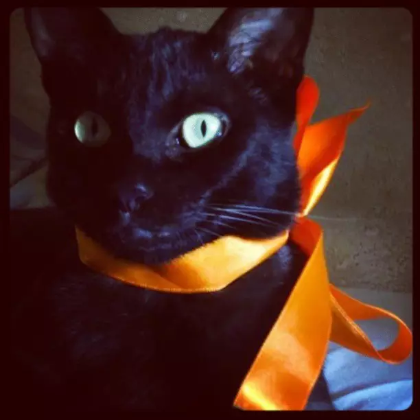 القط الأسود مع الشريط البرتقالي