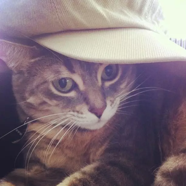 قطة ترتدي قبعة ذات حواف