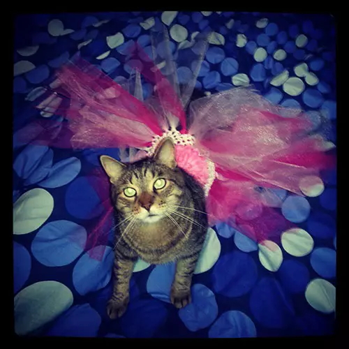 Balerina Kitty