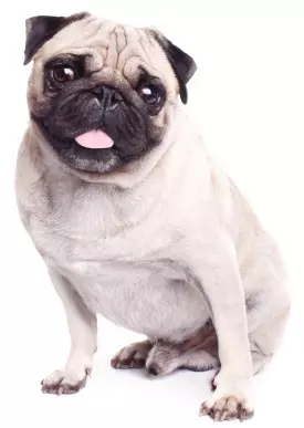 pug