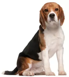 beagle