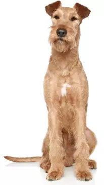 Irish Terrier