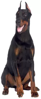 Dobermann