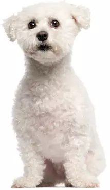 Frise Bichon