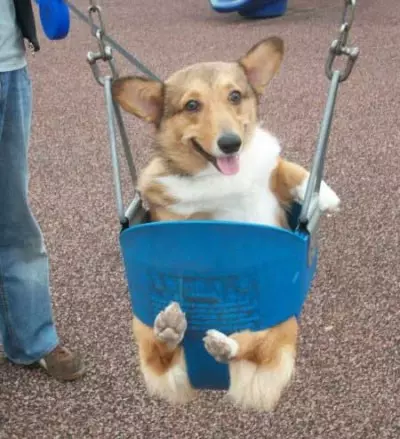 Corgi Swag ៥