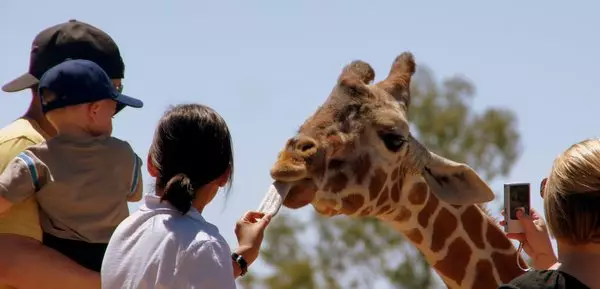 Girafe au zoo